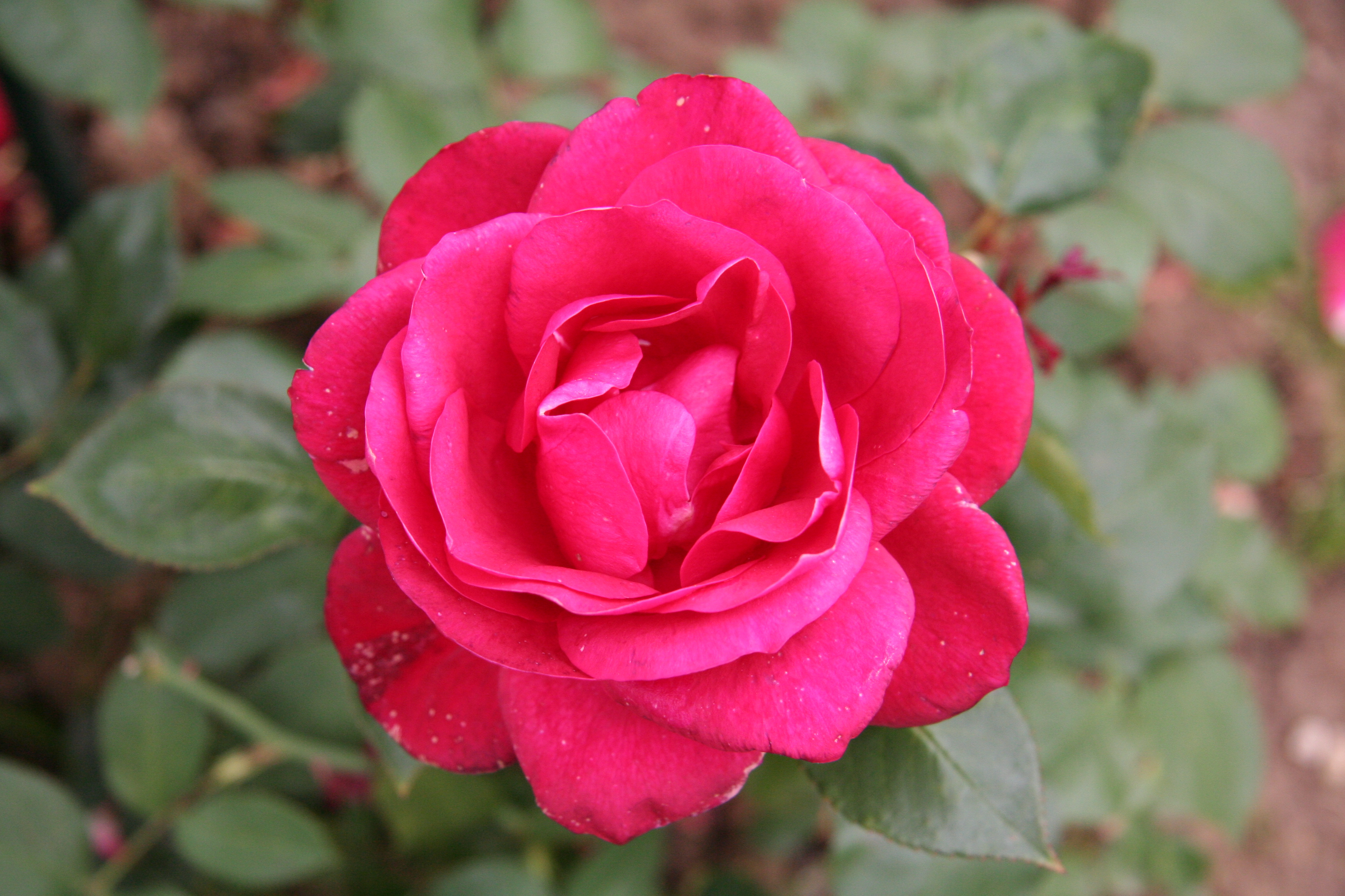 Download Nature Rose HD Wallpaper