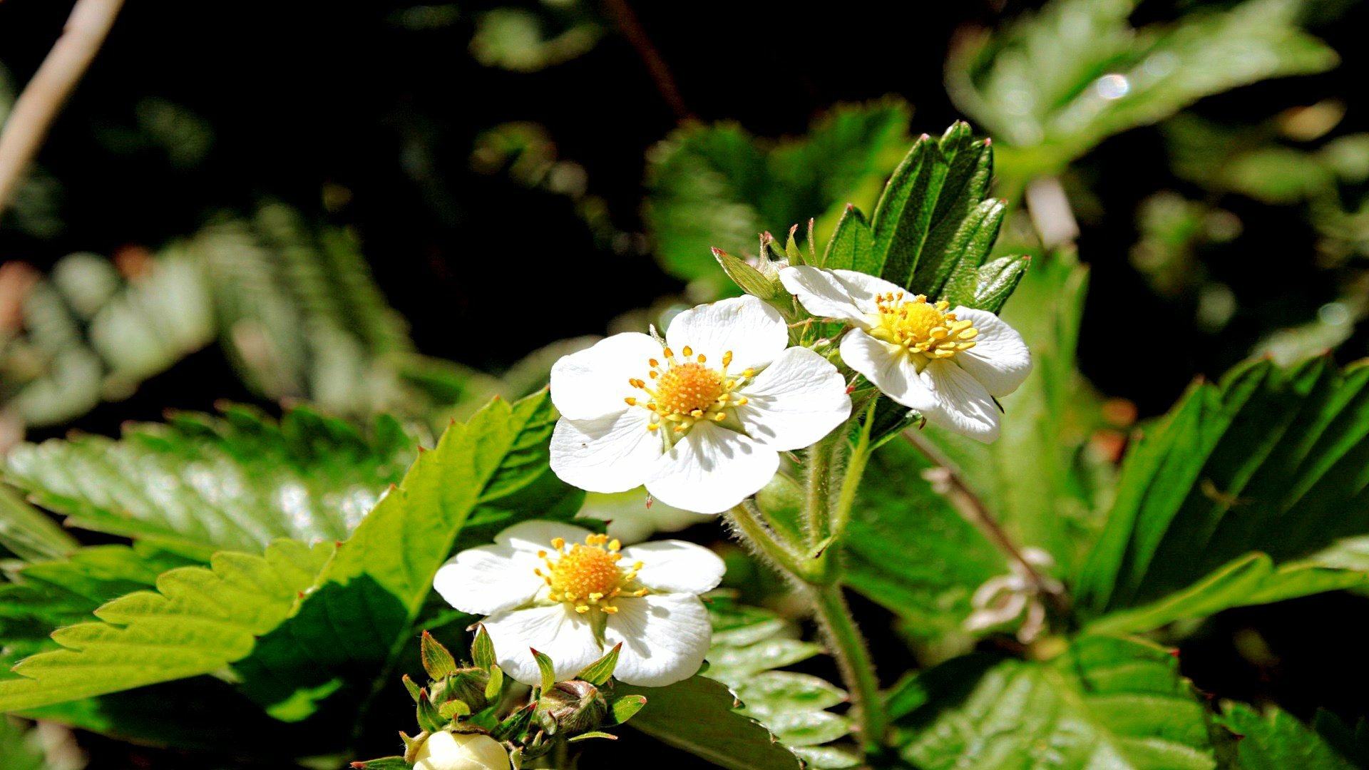 Download Nature Flower HD Wallpaper