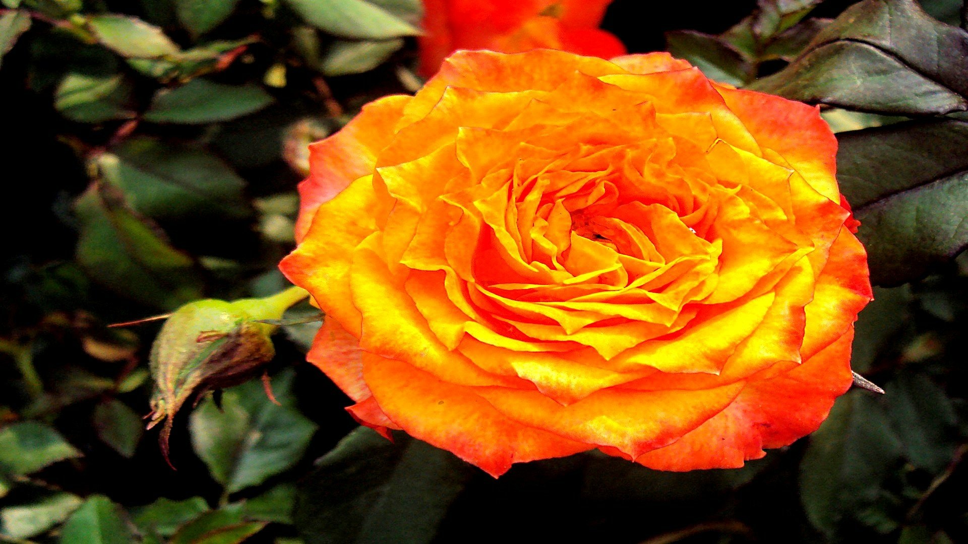 Download Nature Rose HD Wallpaper