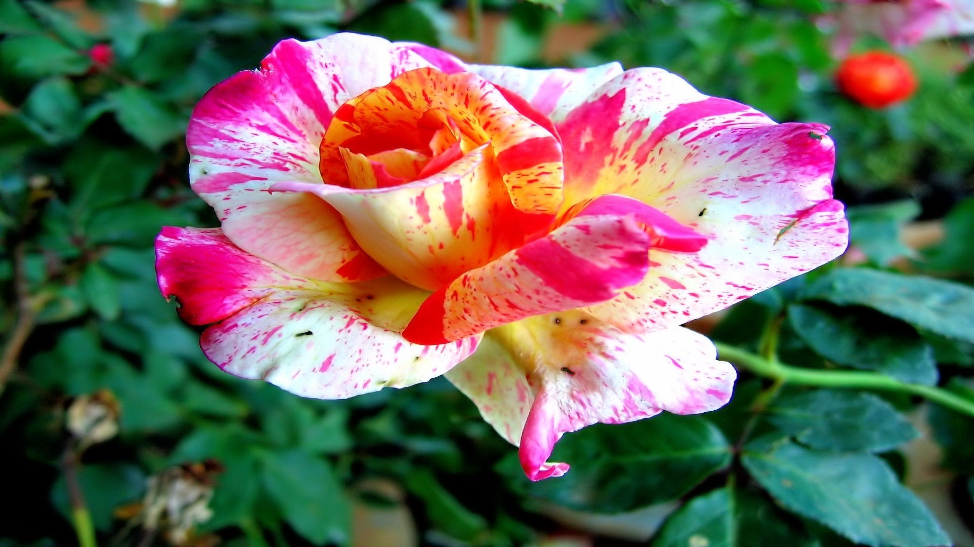 Download Flower Nature Rose HD Wallpaper