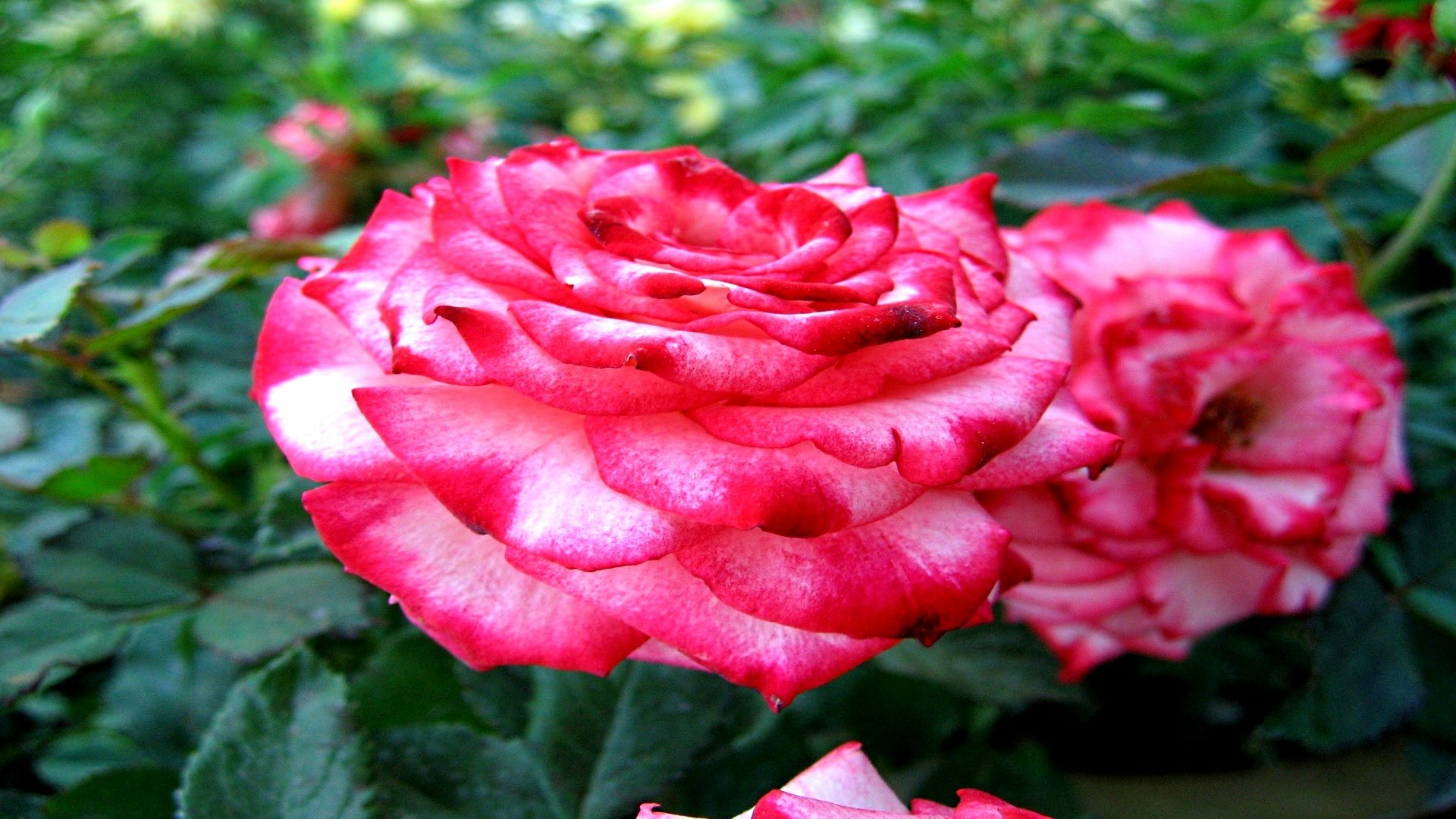 Download Nature Rose HD Wallpaper | 1920x1080 | Wallpaper Abyss