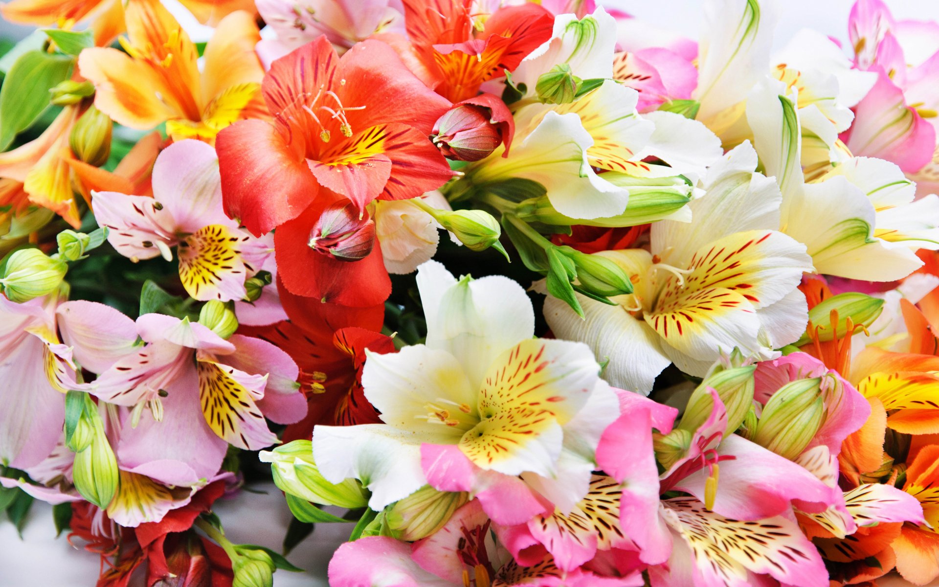 Vibrant Nature Blooms: Stunning HD Flower Wallpaper | 2880x1800 ...
