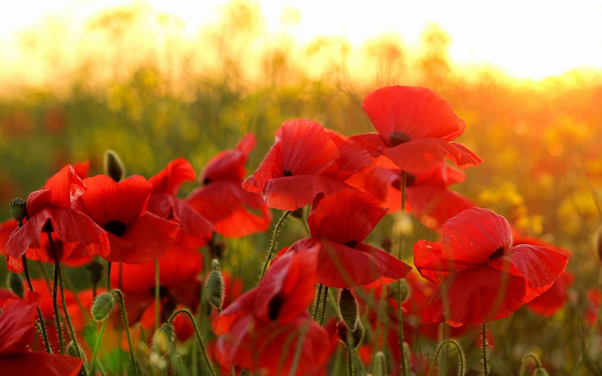 Radiant Red Poppies in Nature’s Golden Glow – HD Wallpaper | 2880x1800 ...