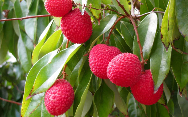 Lychee Wallpapers