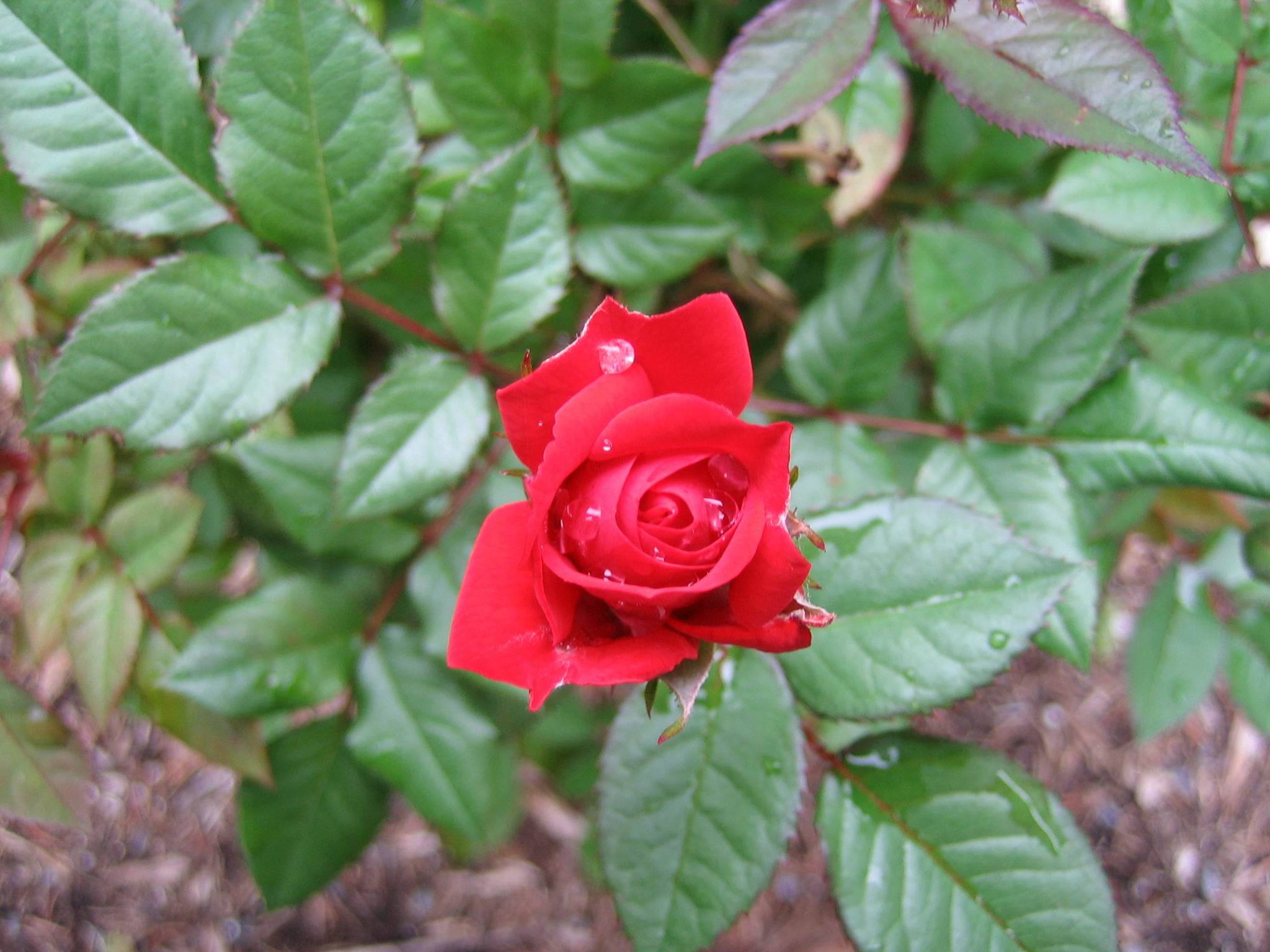 Download Nature Rose HD Wallpaper