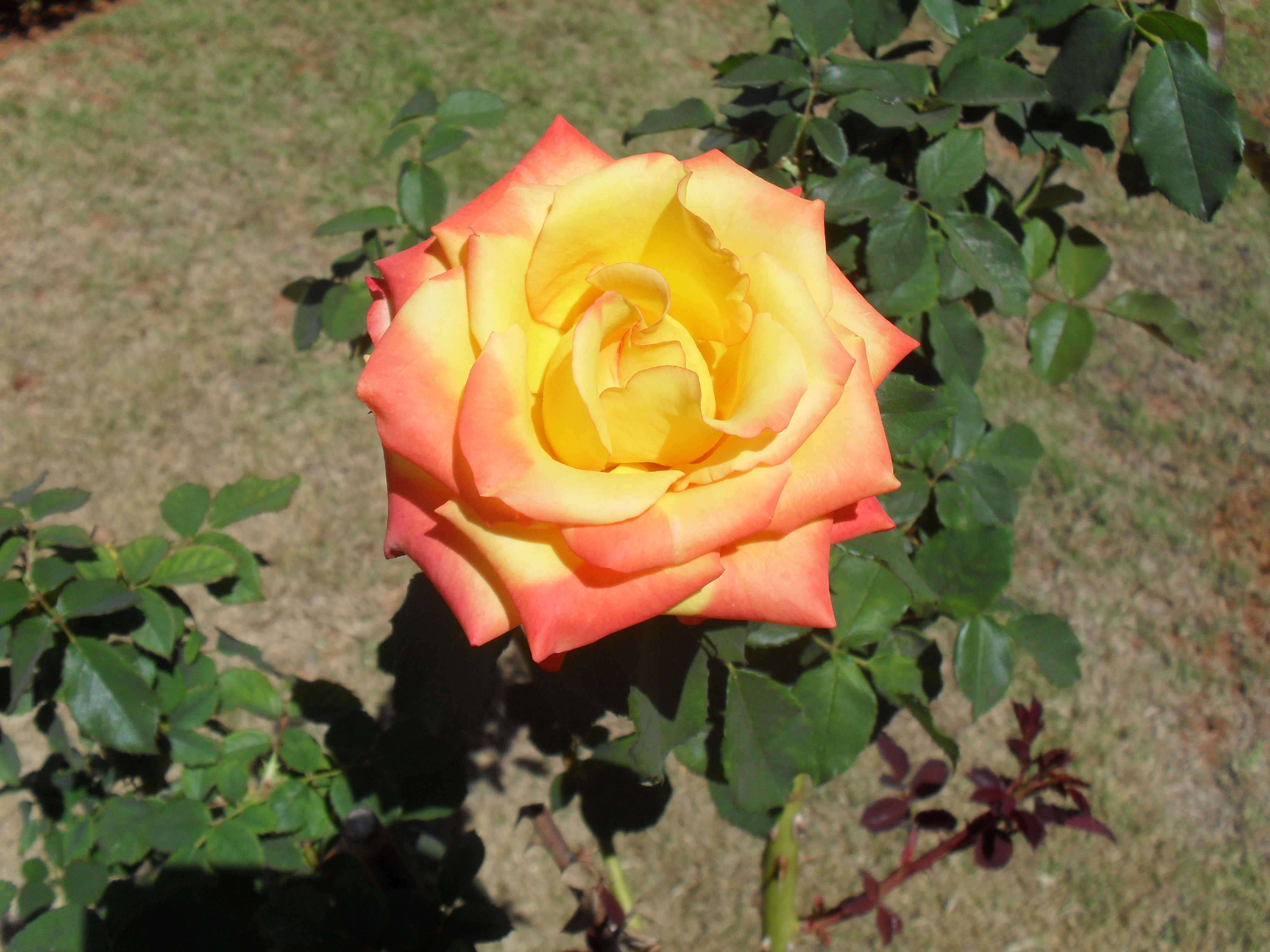 Download Nature Rose HD Wallpaper