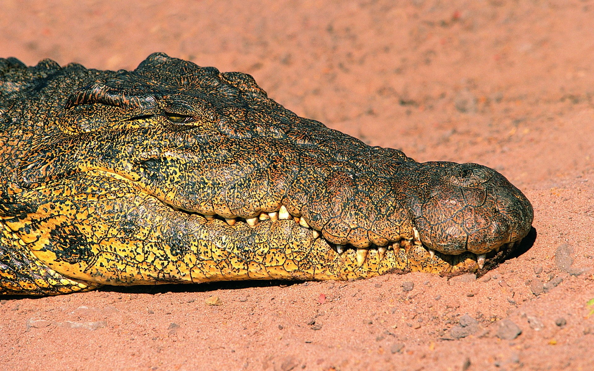 Majestic Crocodile: Stunning HD Animal Wallpaper Close-Up | 1920x1200 ...