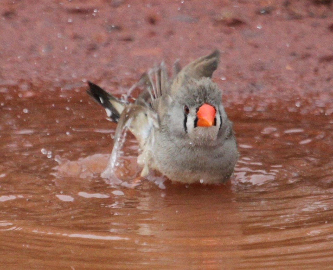 Download Animal Finch Wallpaper