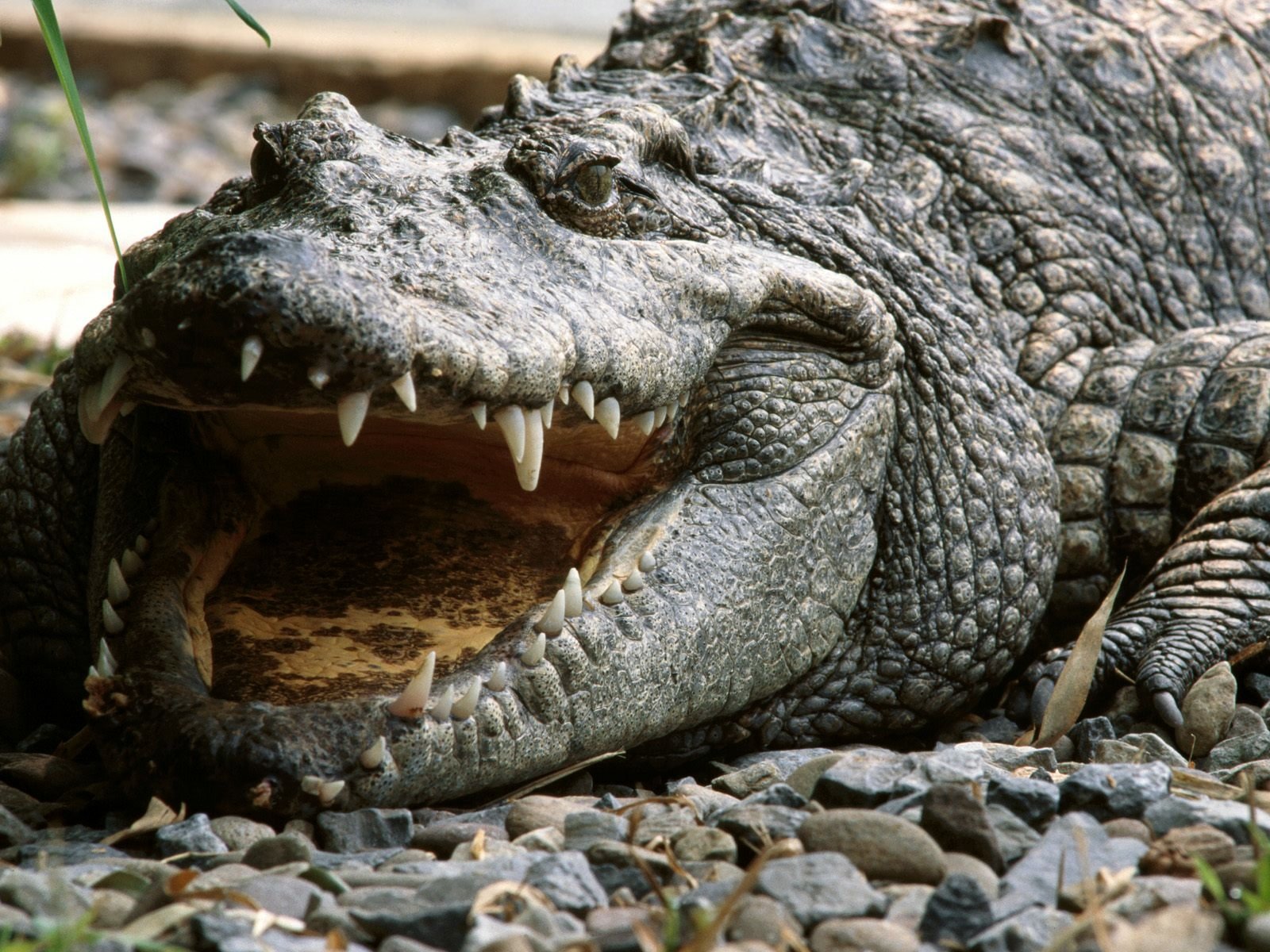 Download Animal Crocodile Wallpaper