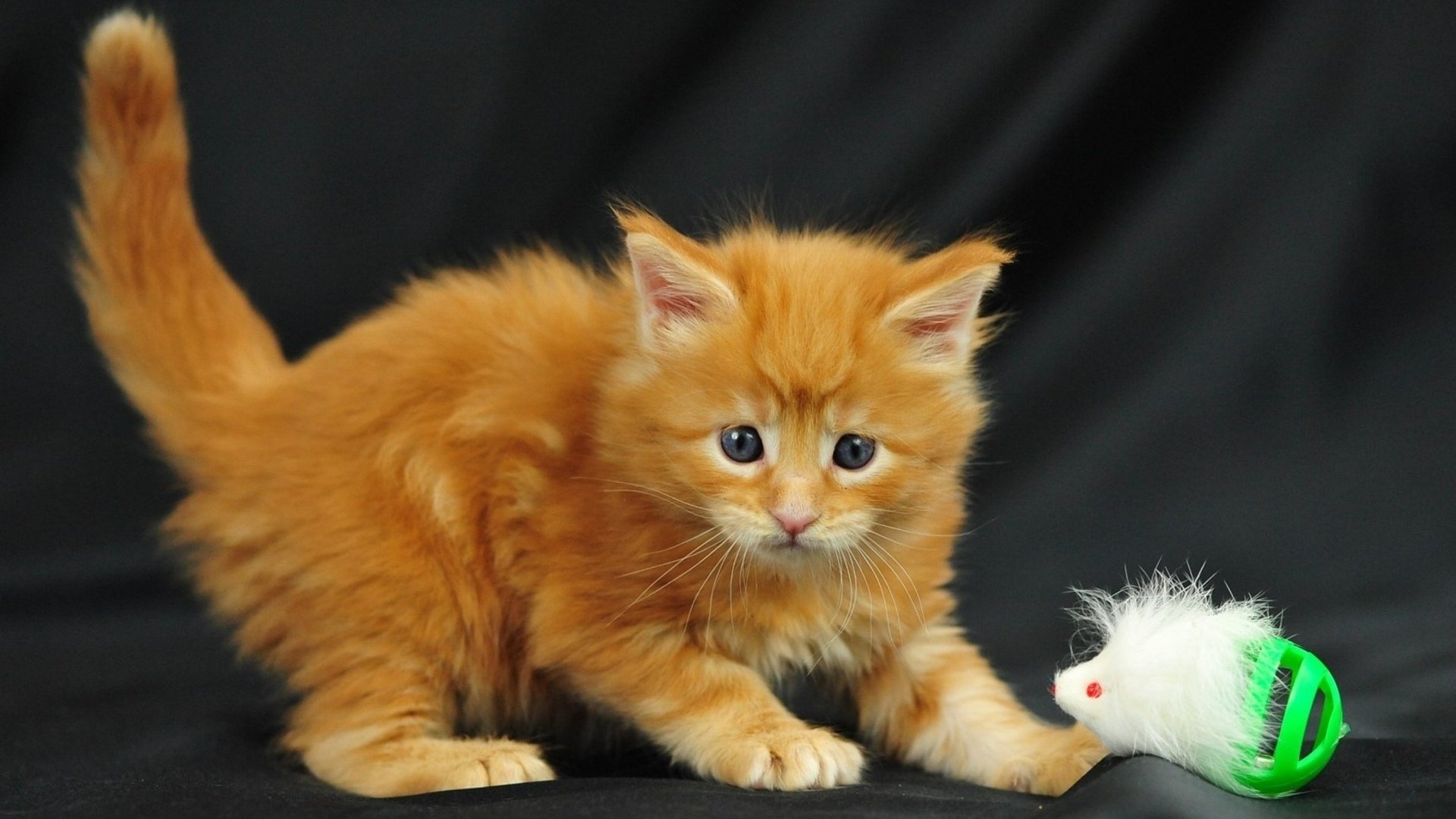 Playful Ginger Kitten HD Wallpaper: Cute Cat Delight