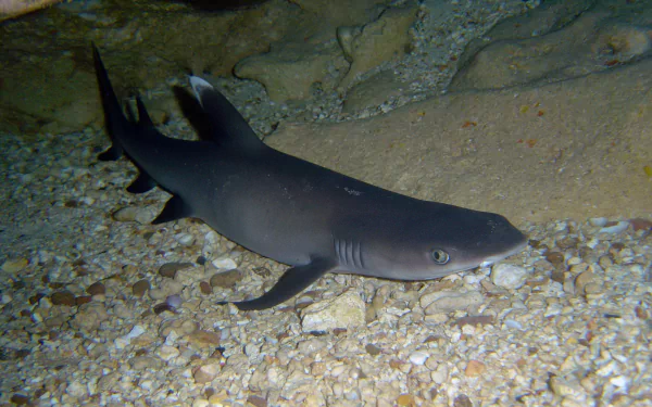 White Tipped Reef Shark Wallpapers