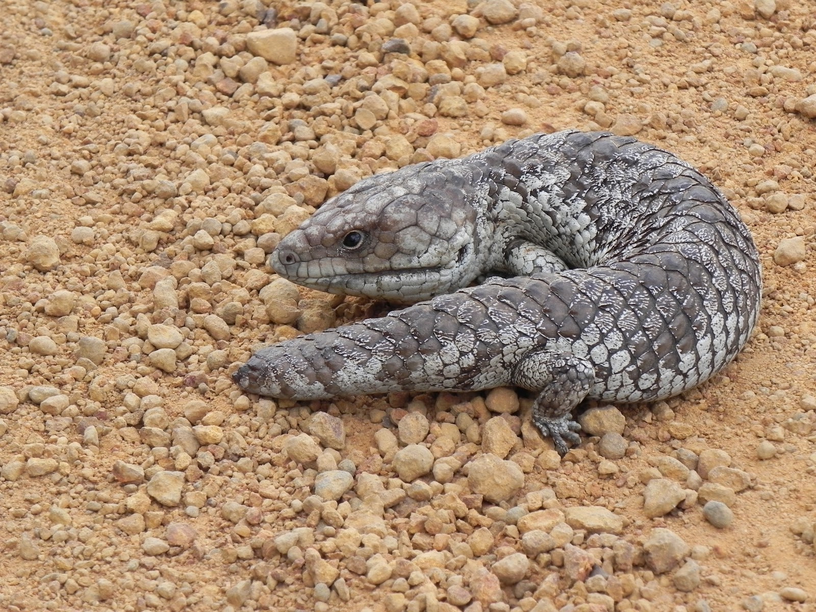 Download Lizard Animal Shingleback Wallpaper