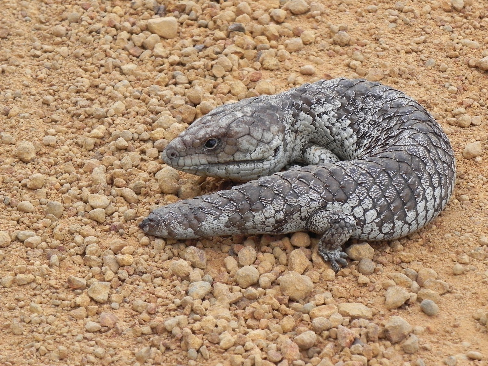 Download Lizard Animal Shingleback Wallpaper