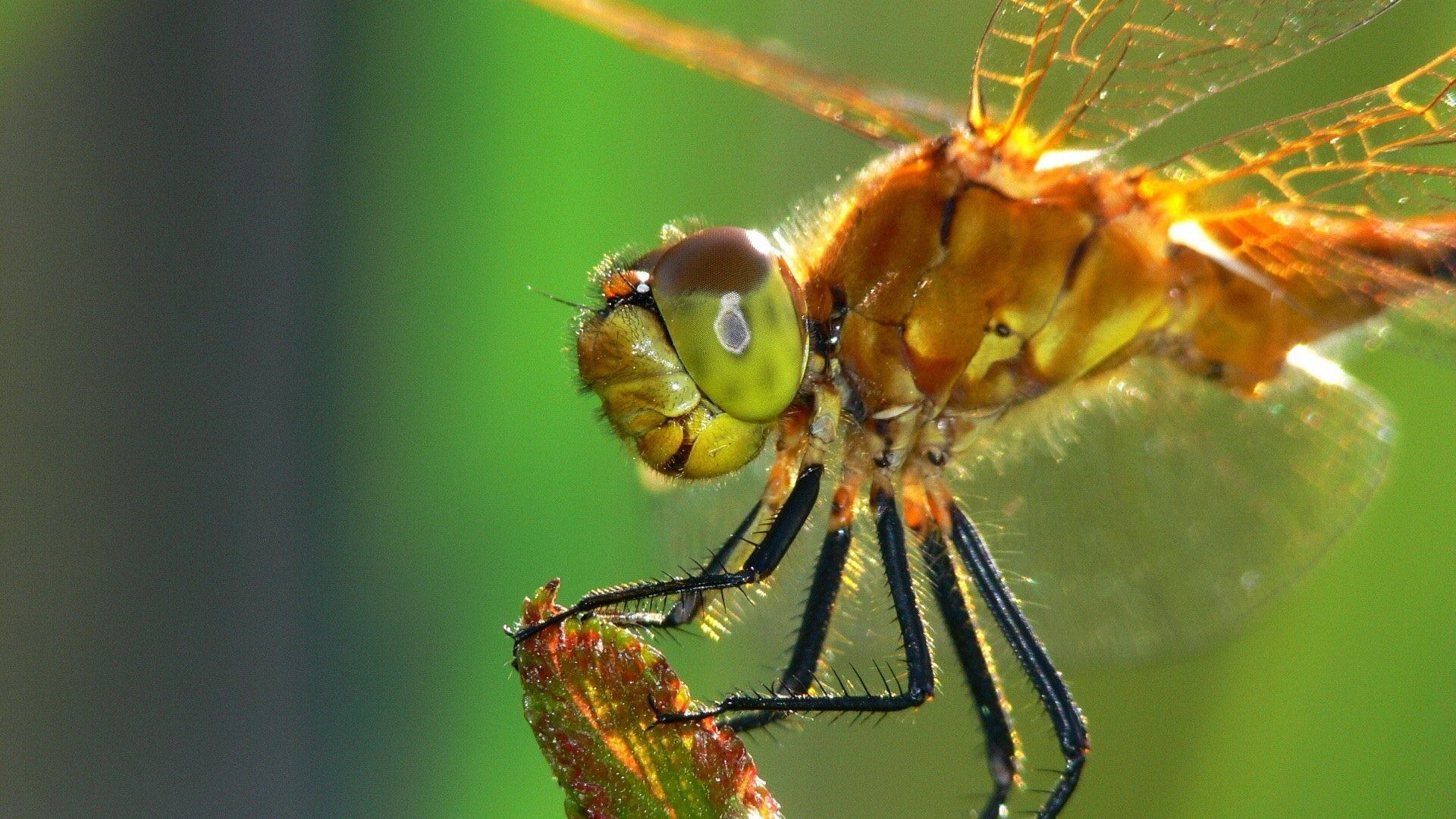 Animal Dragonfly HD Wallpaper