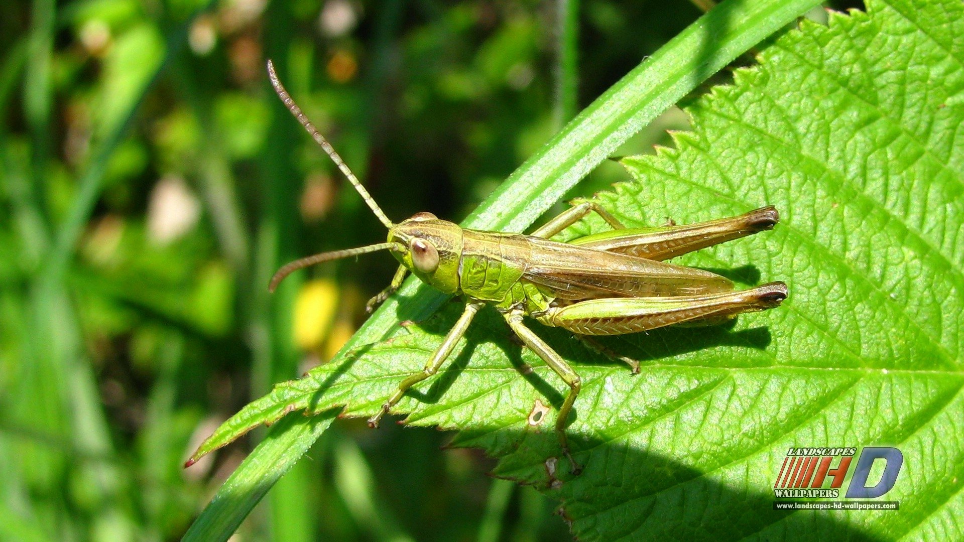 Download Animal Grasshopper HD Wallpaper