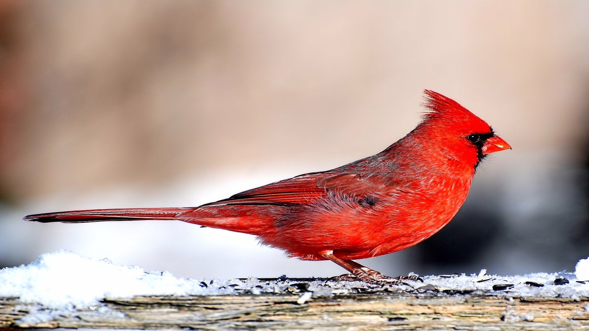 Download Animal Cardinal HD Wallpaper
