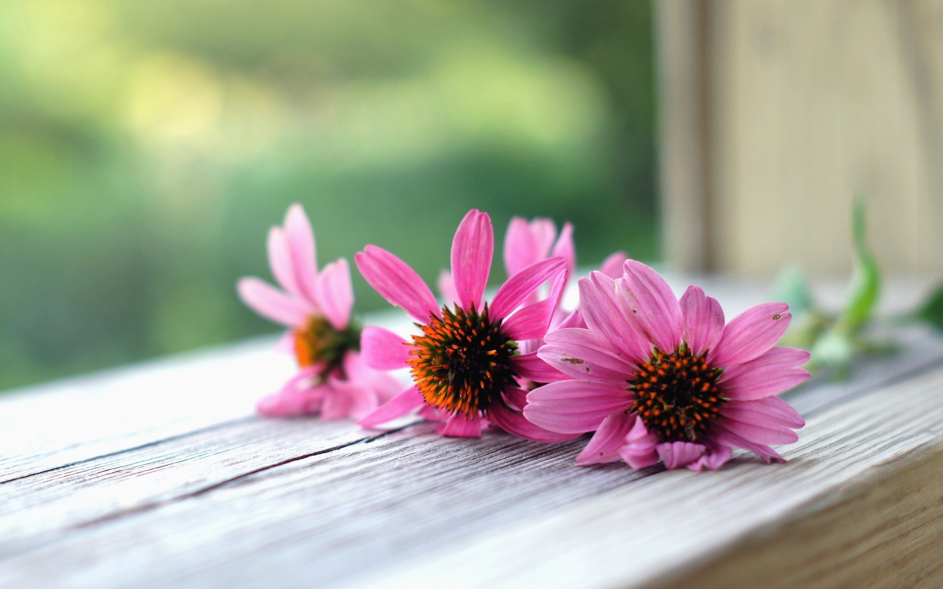 Single Flower Wallpaper Photos Hd For Pc Windows 10 - Infoupdate.org