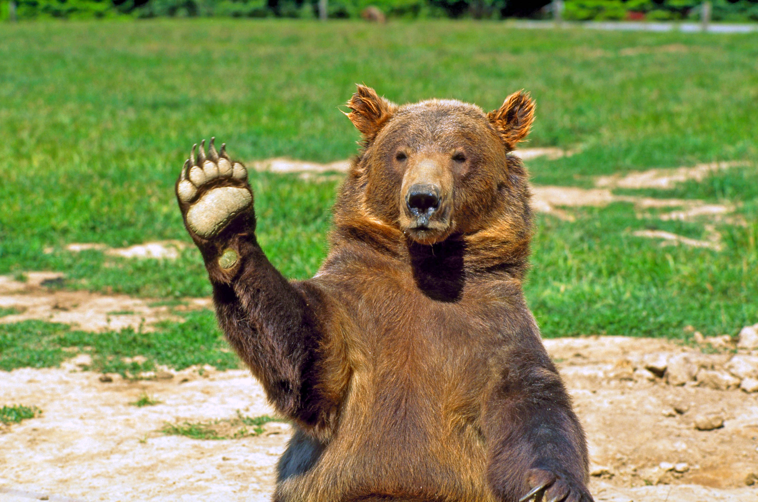 Bear Waving Goodbye (You'll Come Back Ya Hear)