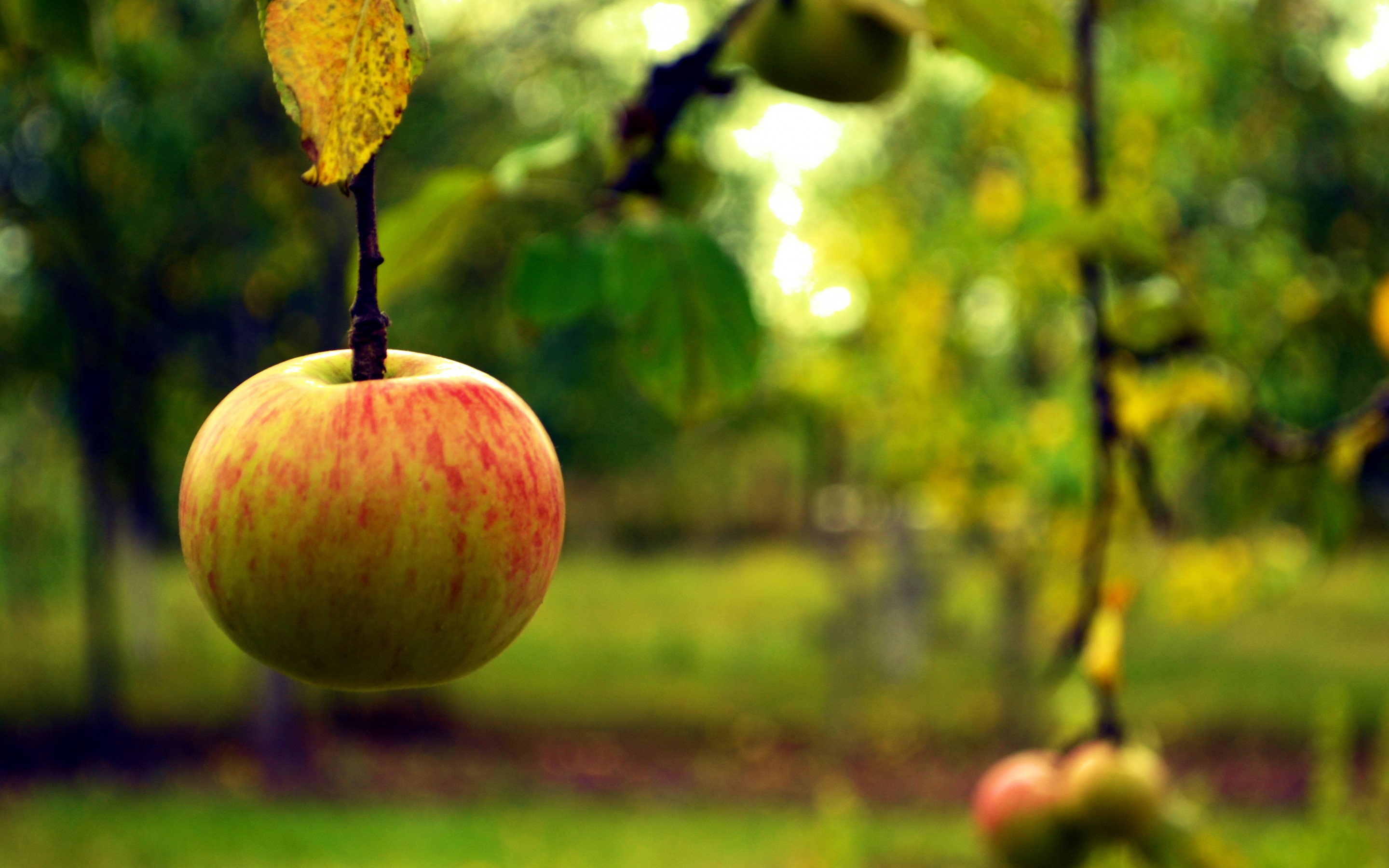 Crisp Apple Delight – Stunning HD Food Wallpaper