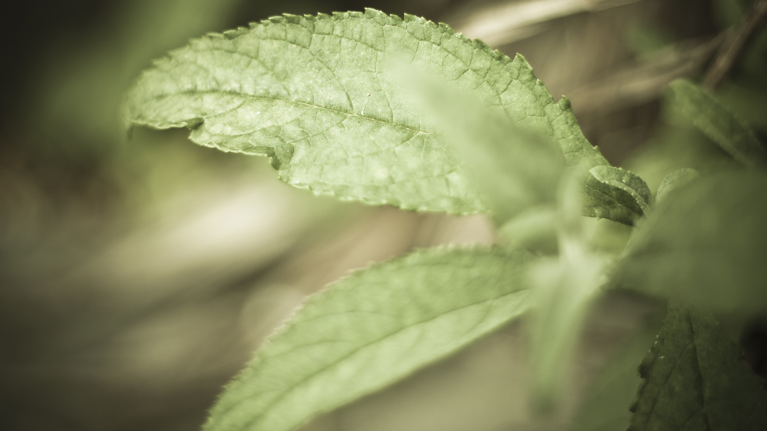 Nature Leaf HD Wallpaper