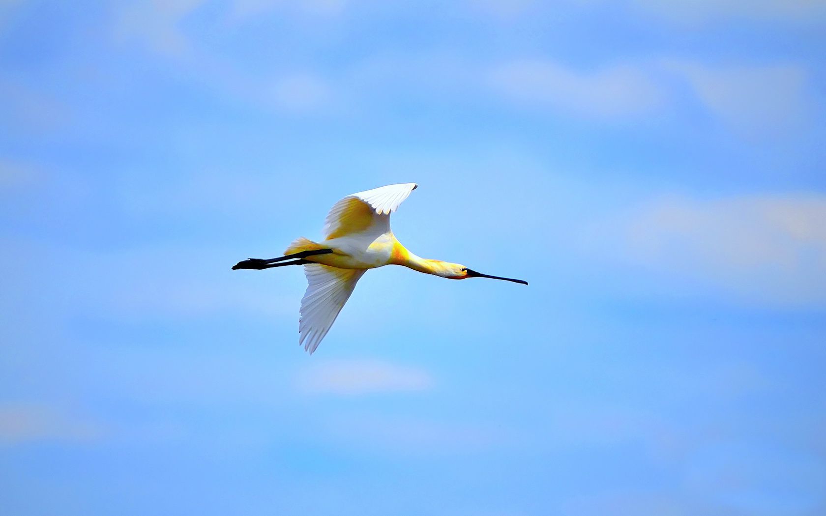 Animal Bird Flying Wallpapers