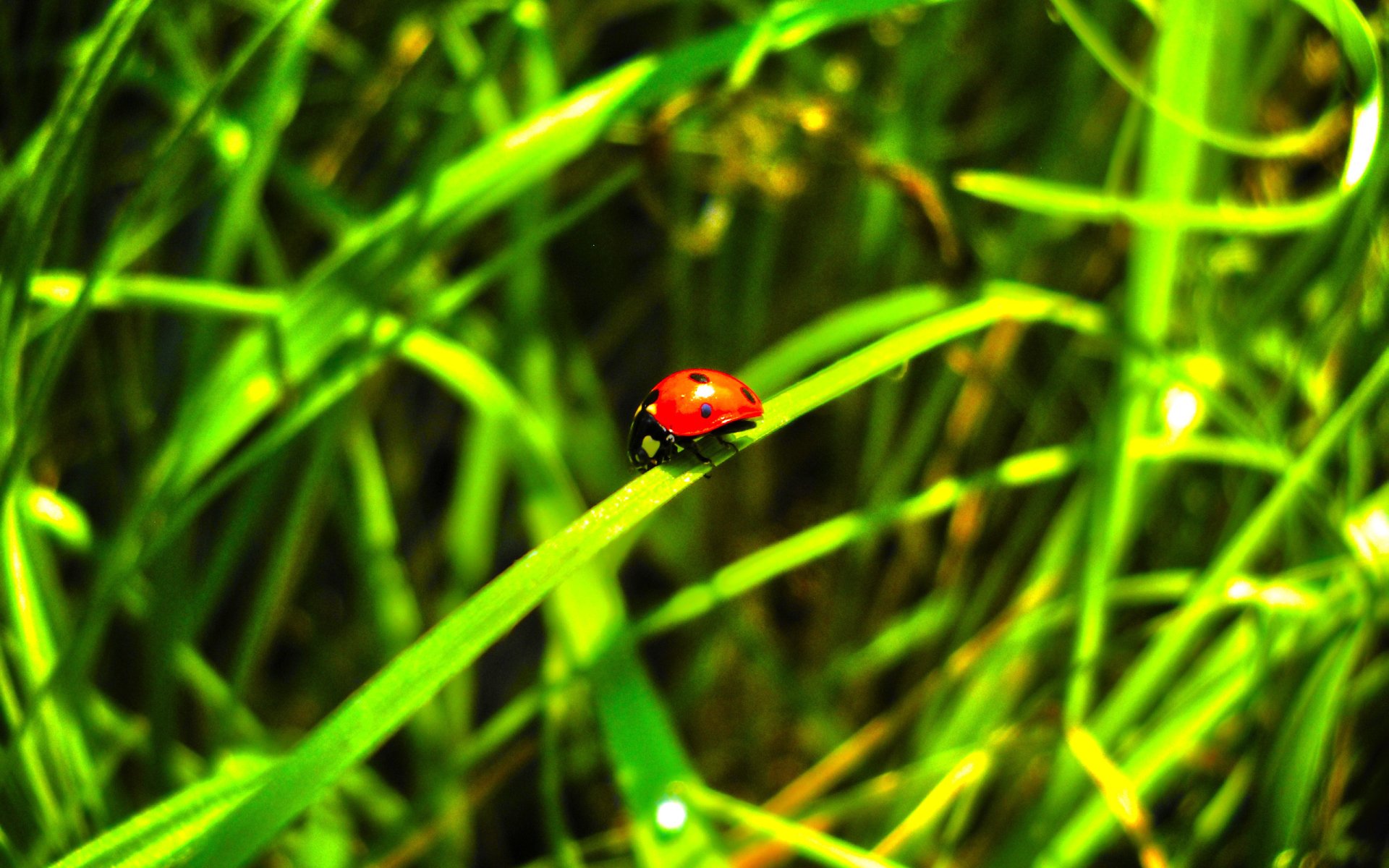 Download Animal Ladybug HD Wallpaper