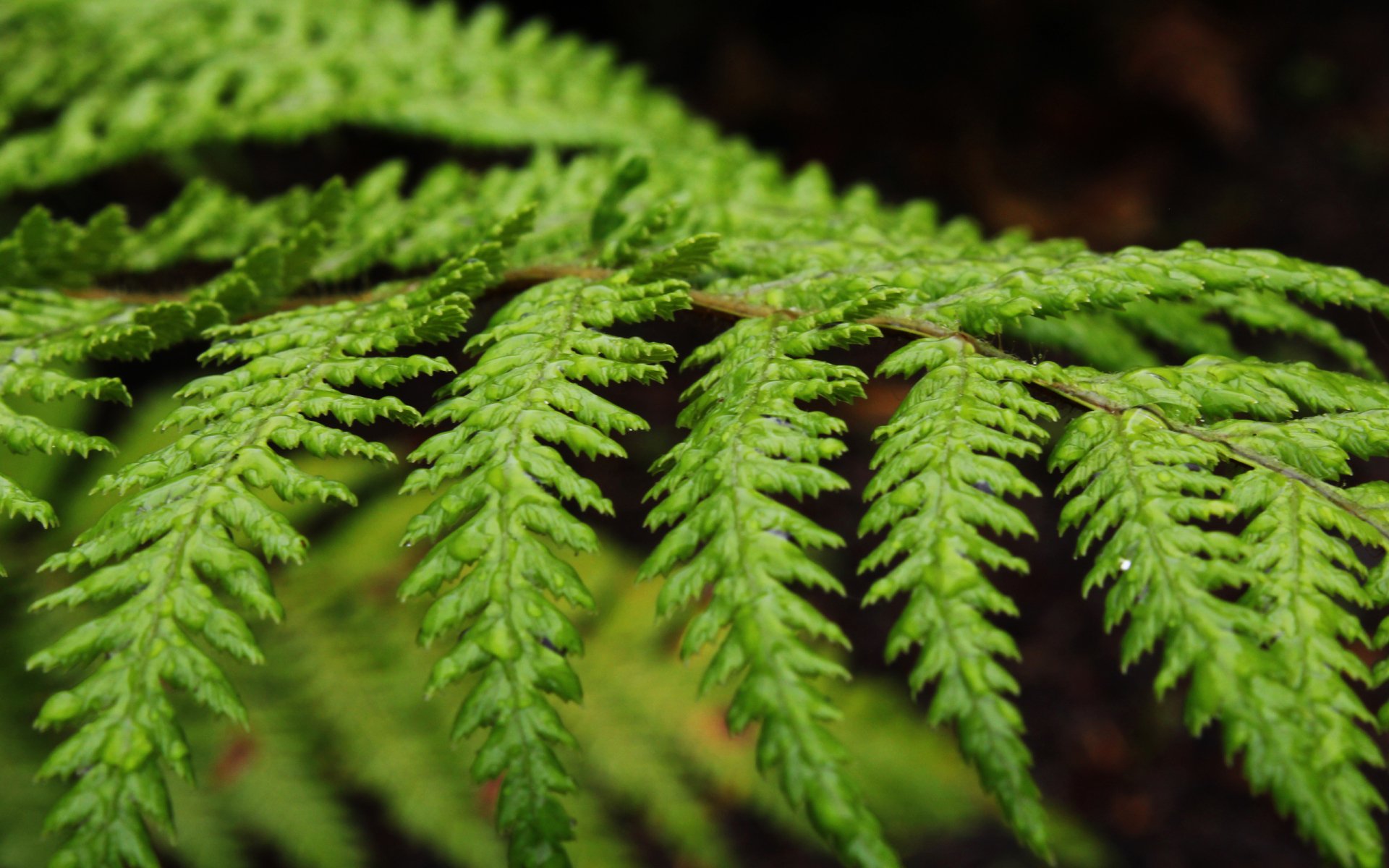 Download Nature Fern HD Wallpaper