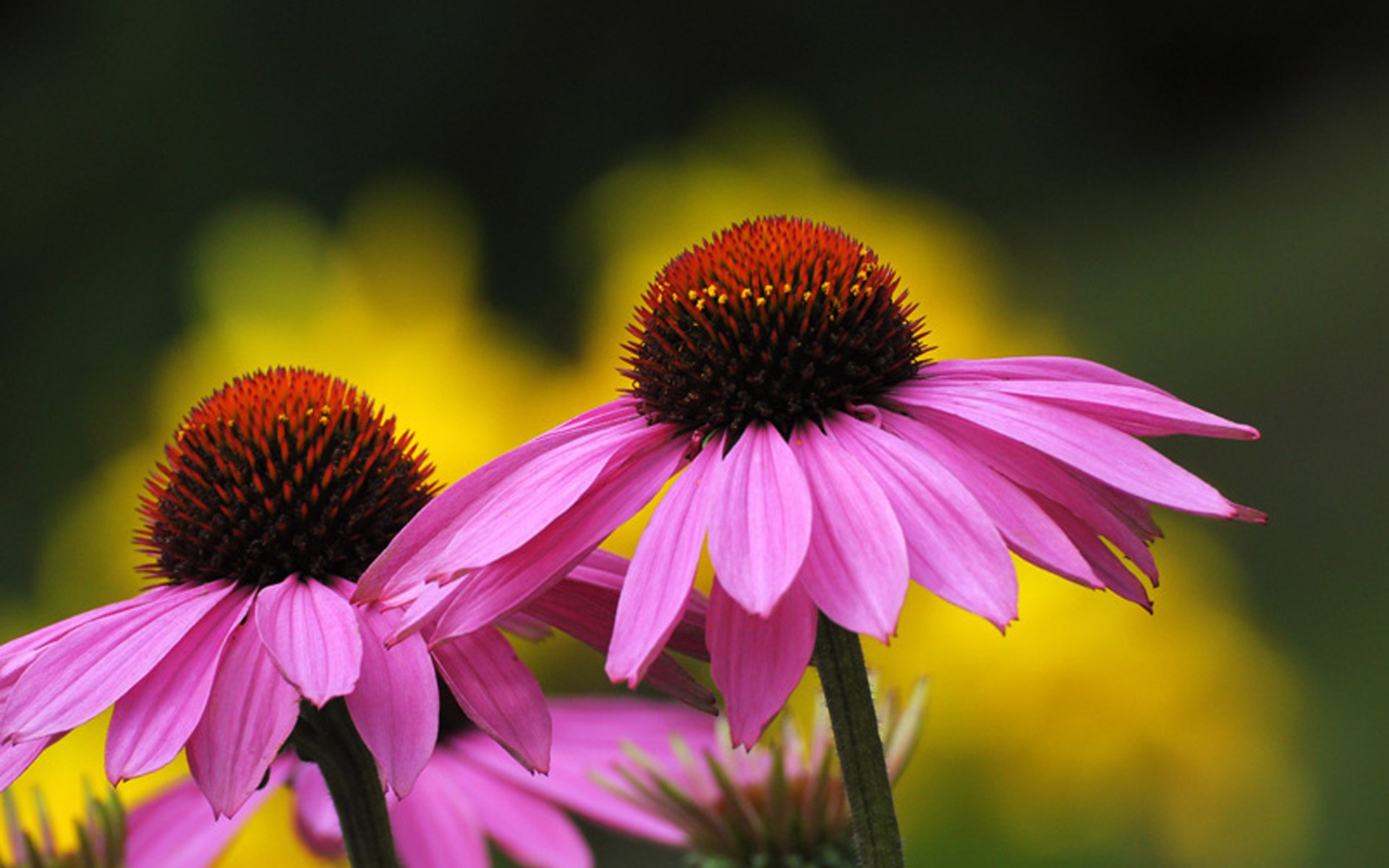 Download Macro Nature Flower HD Wallpaper | 1920x1200 | Wallpaper Abyss