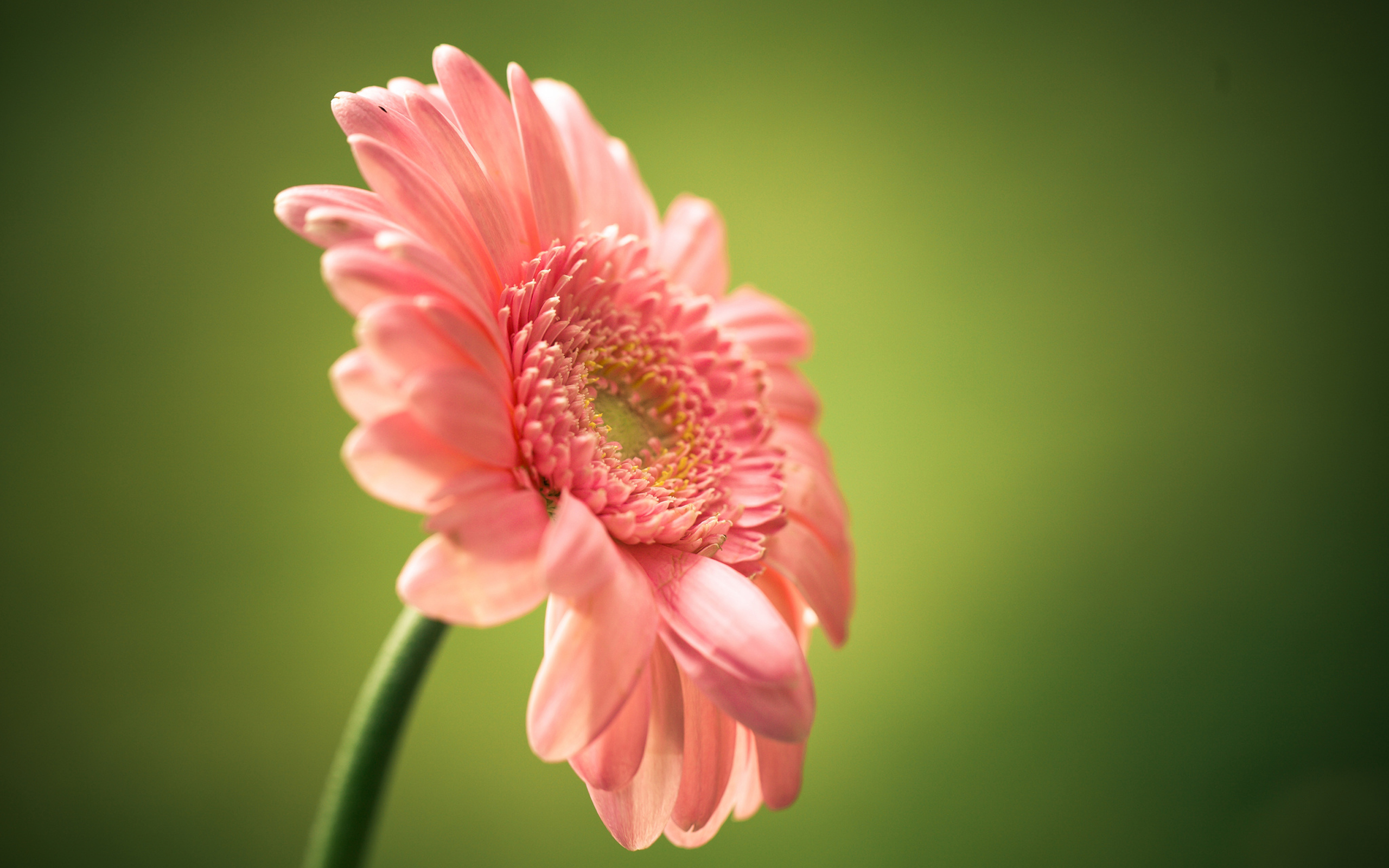 Gerbera Wallpaper Background 2560x1600 Vibrant Gerbera Daisy A Single