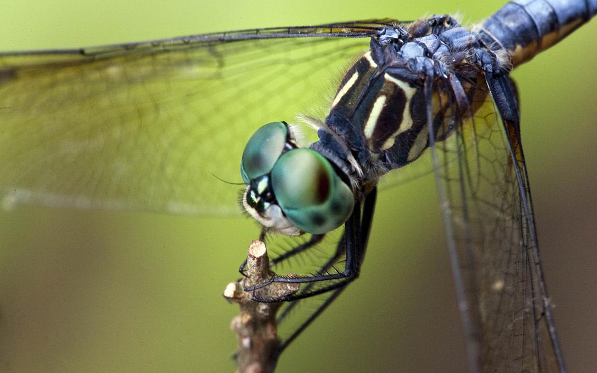 Download Grass Green Close-up Macro Nature Animal Dragonfly HD Wallpaper