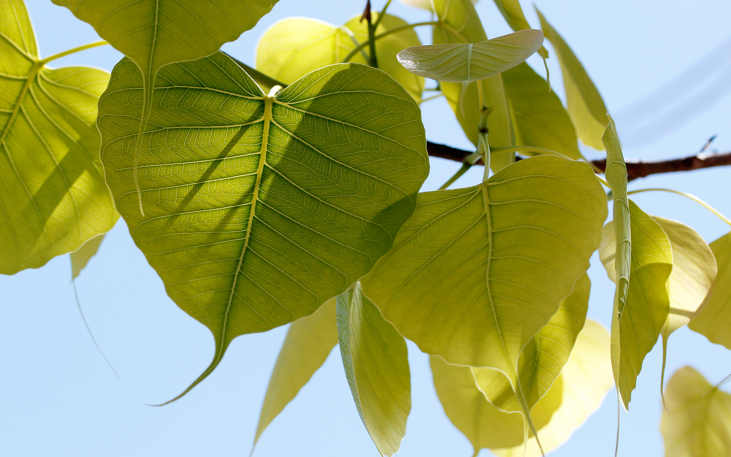 Download Nature Leaf HD Wallpaper