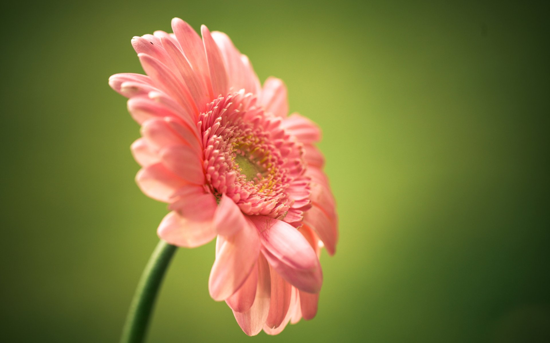 Download Daisy Macro Flower Nature Gerbera HD Wallpaper
