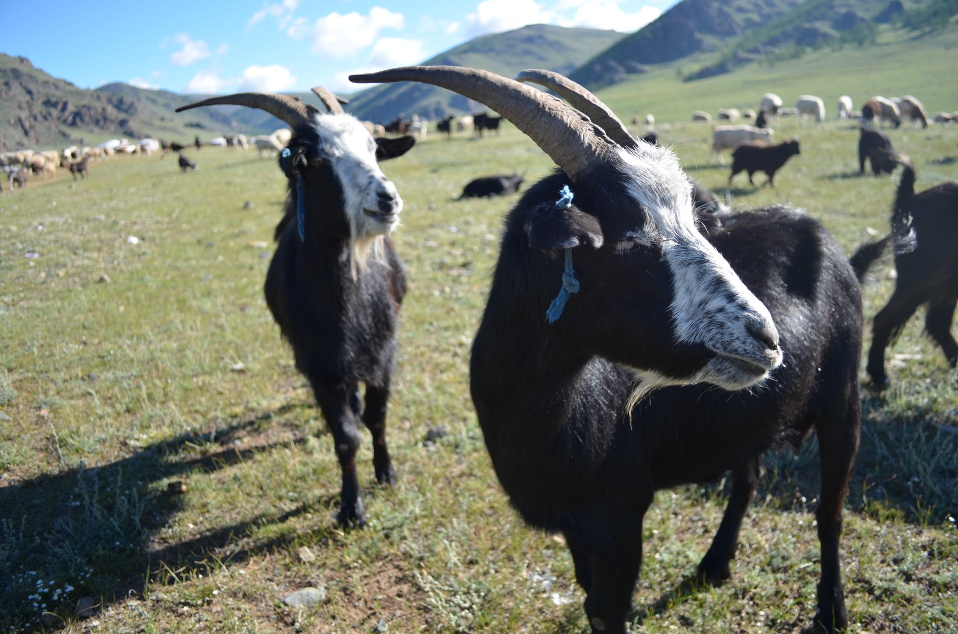 Majestic Goats in Ultra HD: Nature's Finest 4K Wallpaper