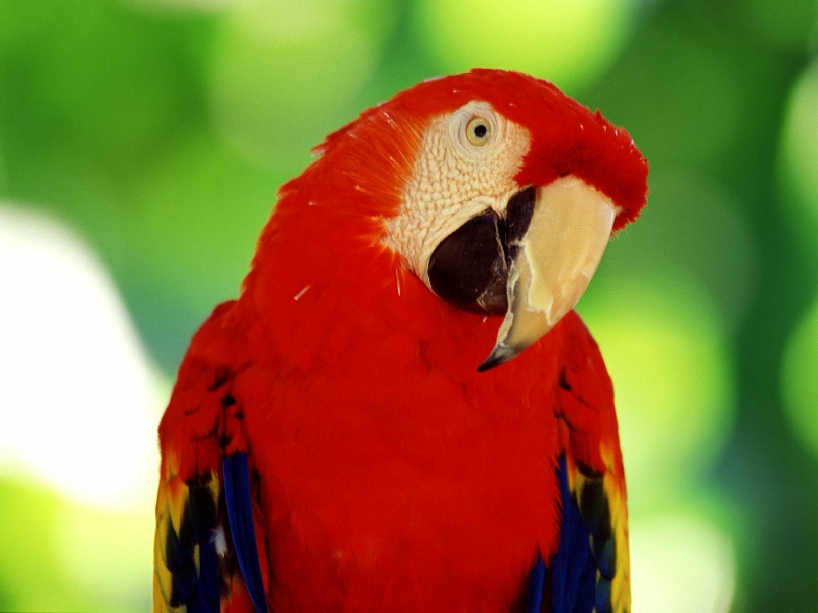 Scarlet Macaw Wallpaper