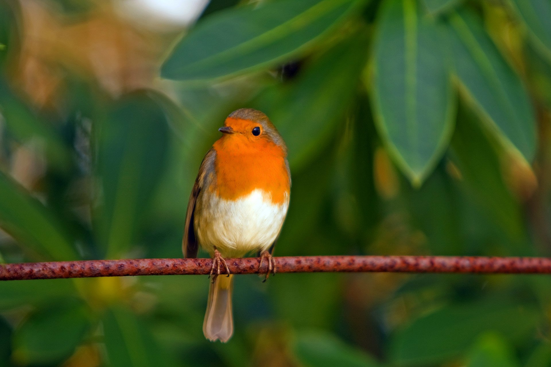 HD Wildlife Wonder: Vibrant Bird in Natural Habitat | 1920x1280 ...