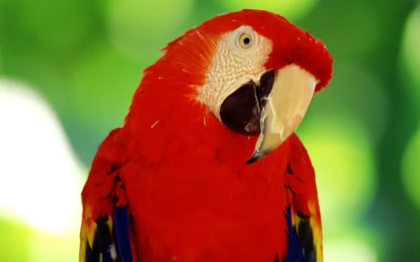 Download Macaw Animal Scarlet Macaw HD Wallpaper