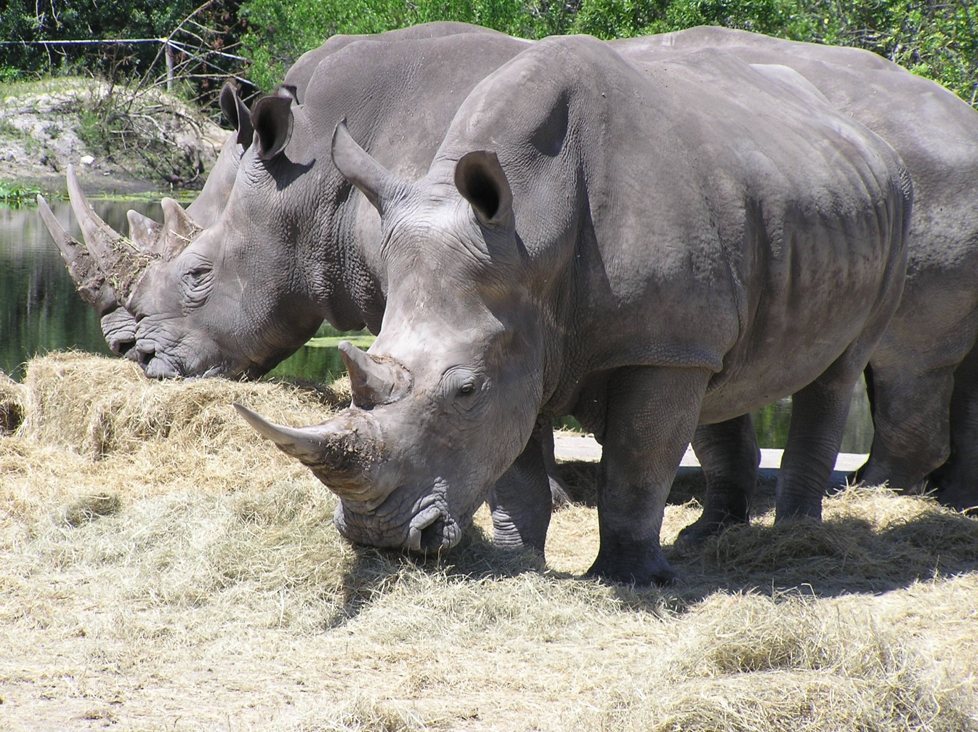 Download Animal Rhino HD Wallpaper