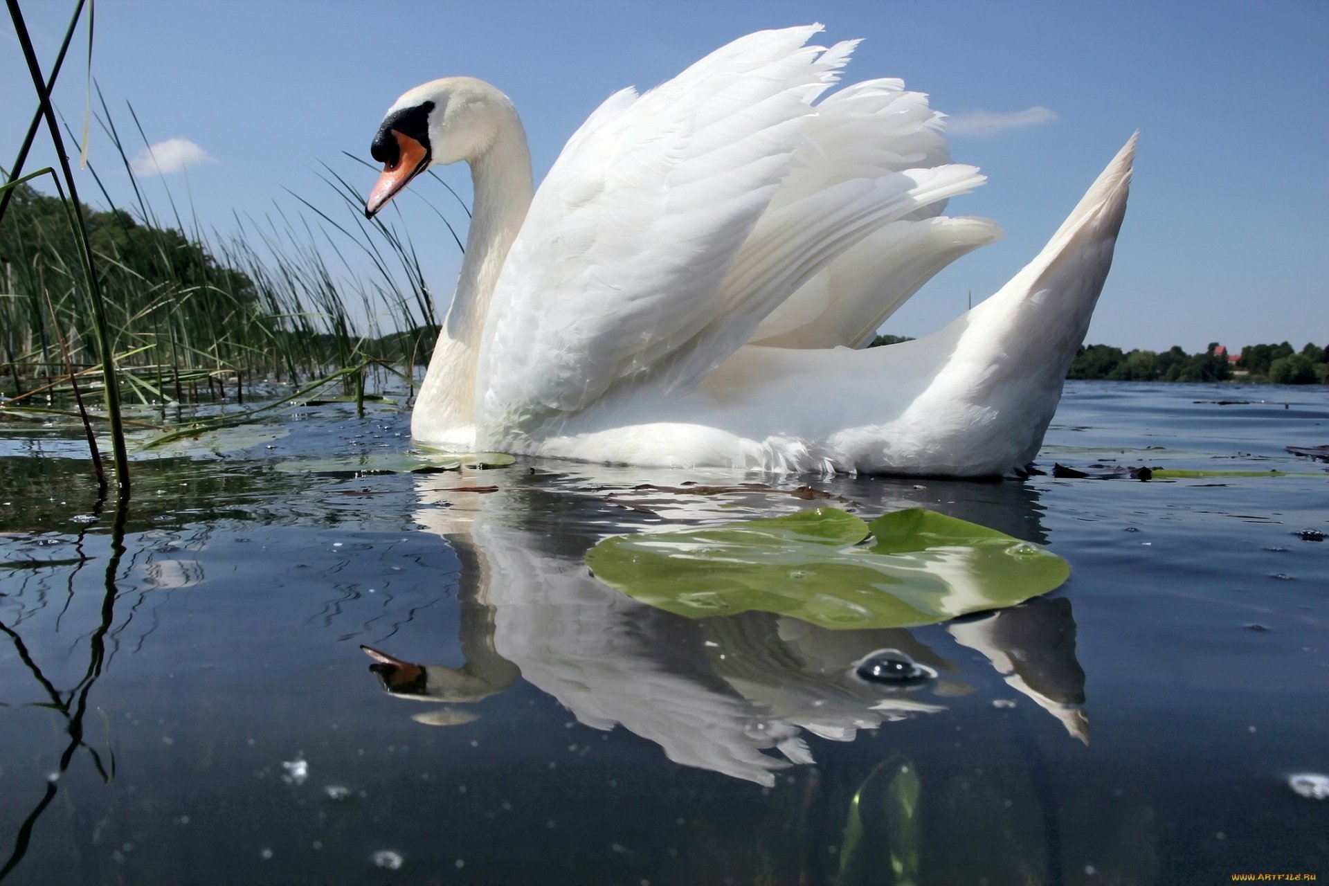 Download Animal Mute Swan HD Wallpaper
