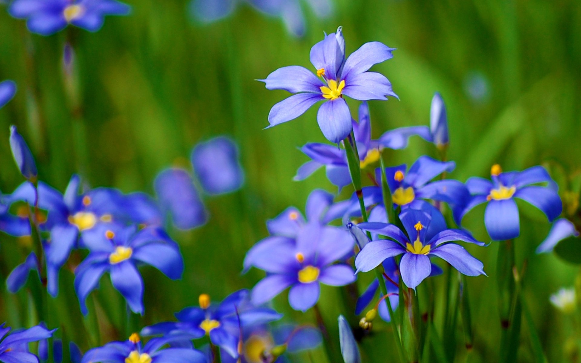 Download Nature Flower HD Wallpaper | 2880x1800 | Wallpaper Abyss