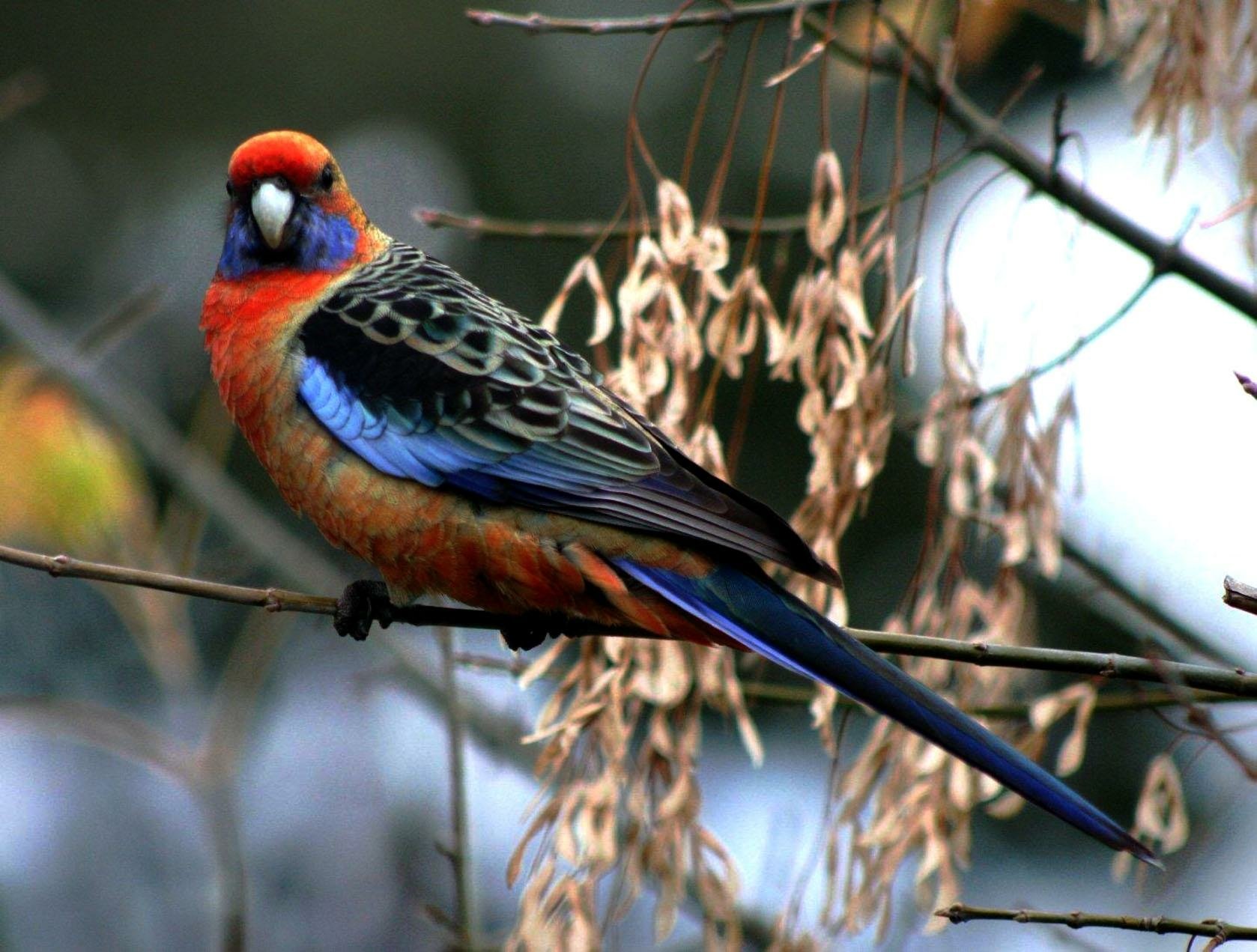 Crimson Rosella Perched: Stunning HD Bird Wallpaper