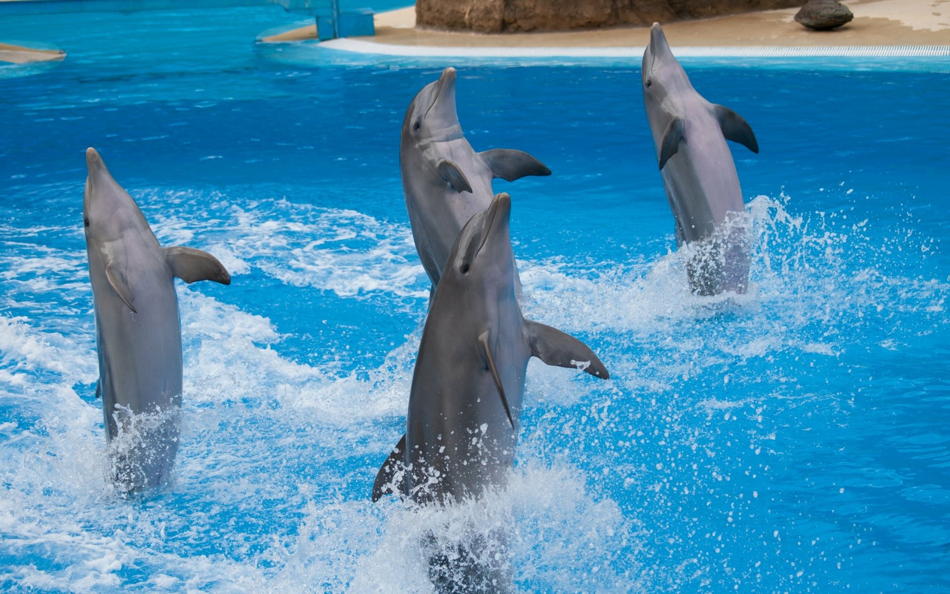 Dolphin Quartet — 2K Quad HD Wallpaper | 2560x1600 | Wallpaper Abyss