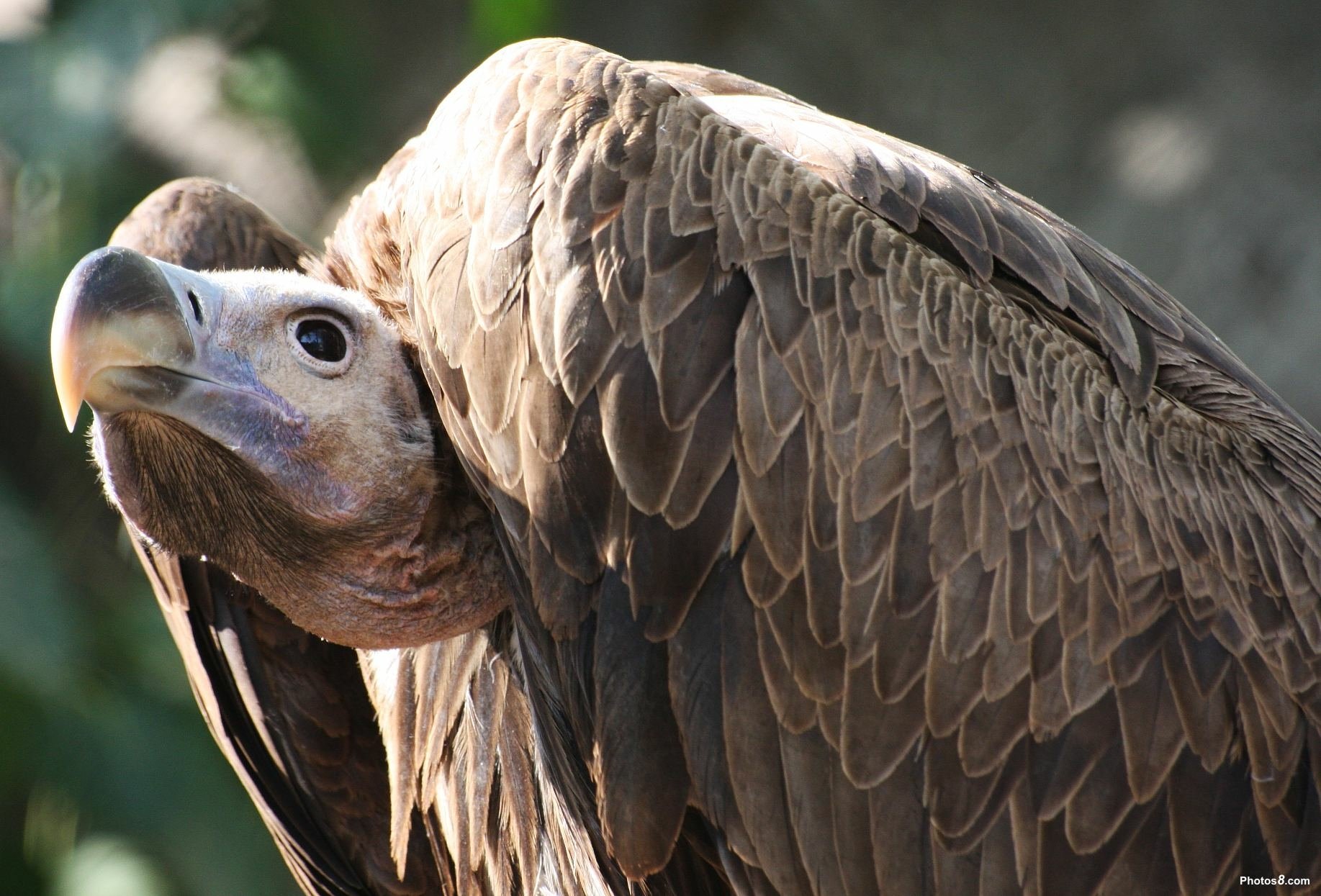 Majestic Vulture HD Wallpaper: The Silent Scavenger of the Skies ...