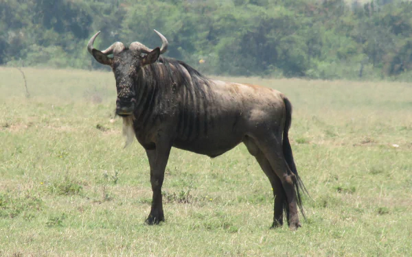 Gnu 4k Wallpapers