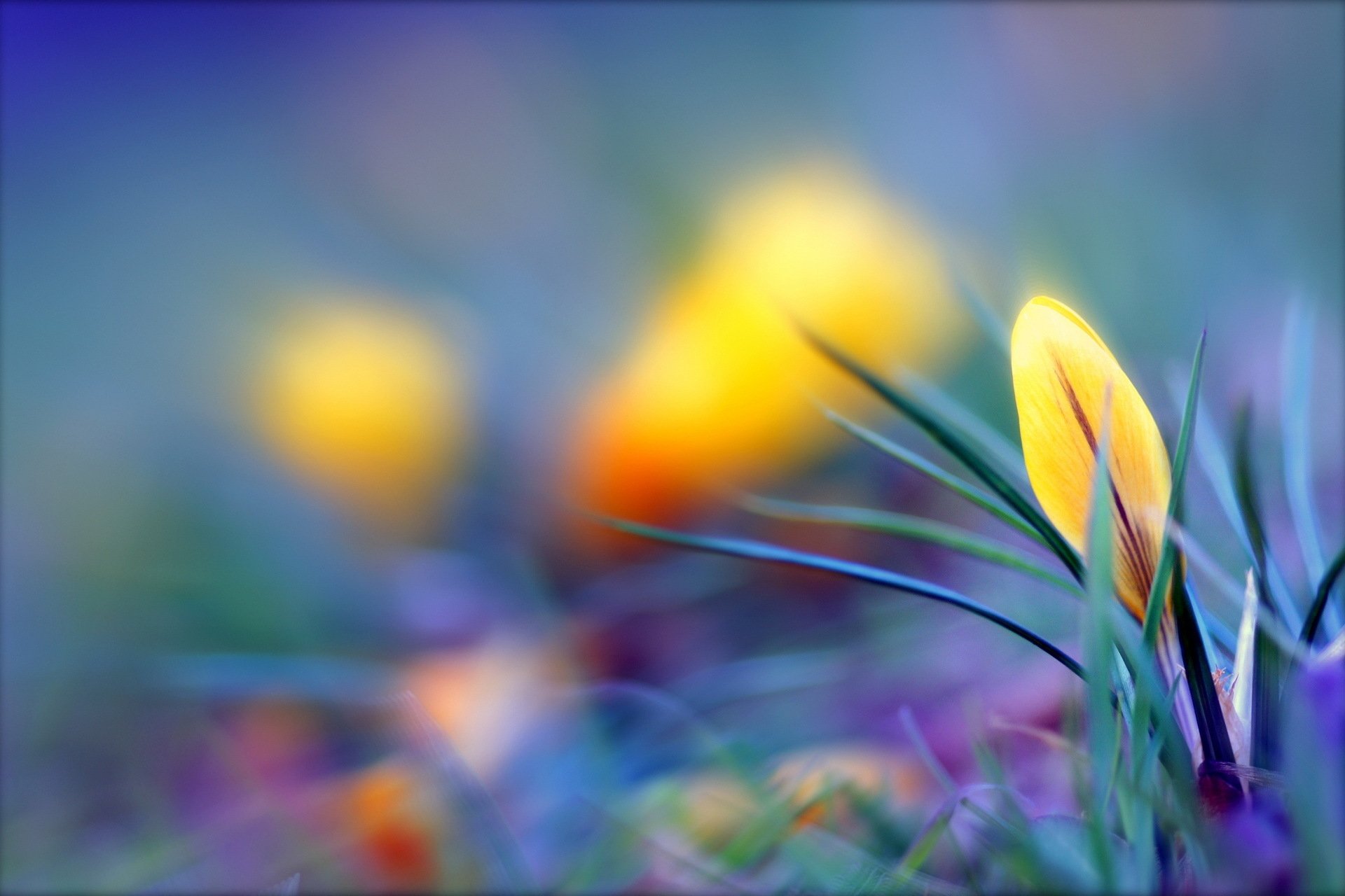 Early Spring Wallpaper Desktop