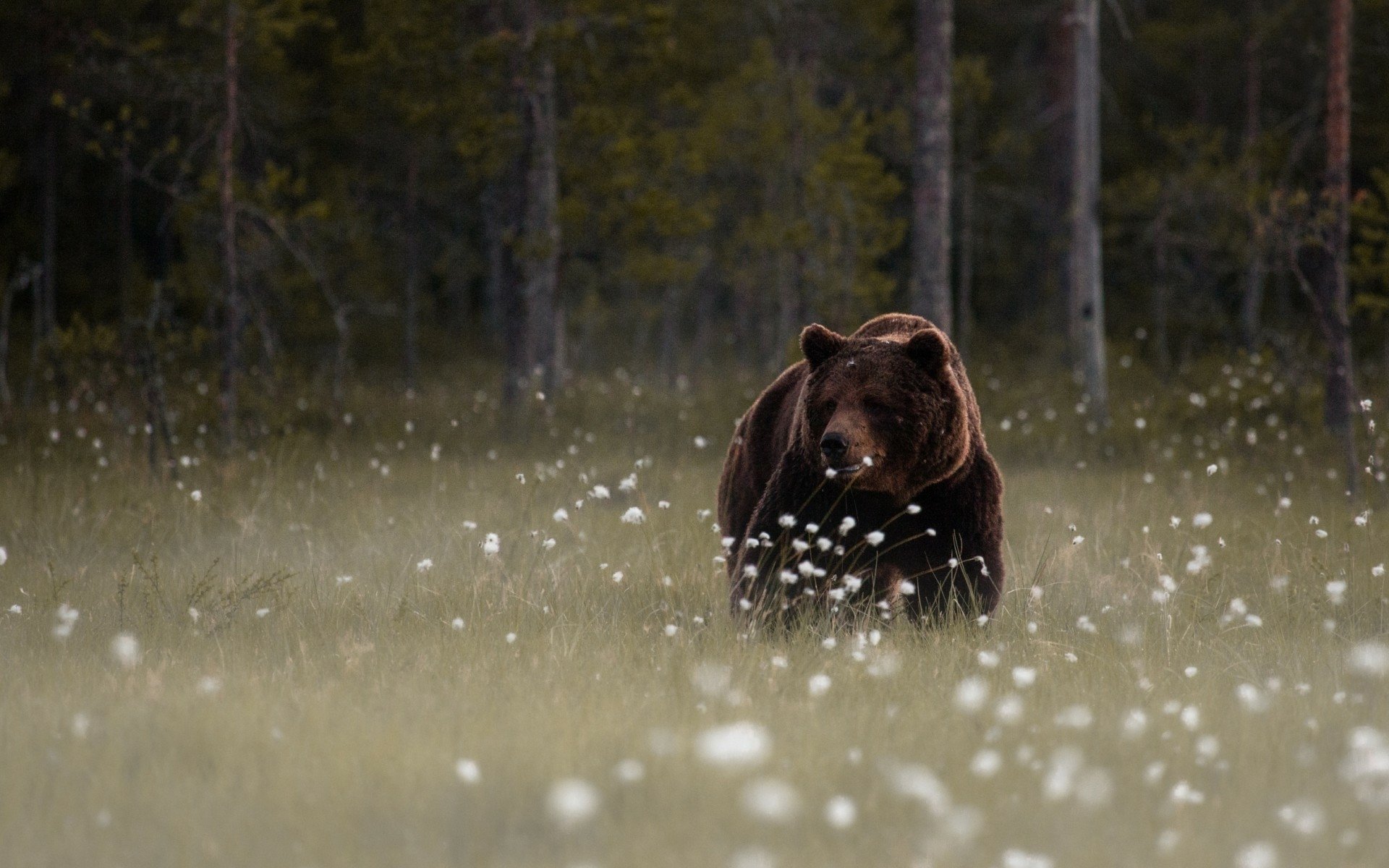 Majestic Bear in HD Wallpaper Serenity