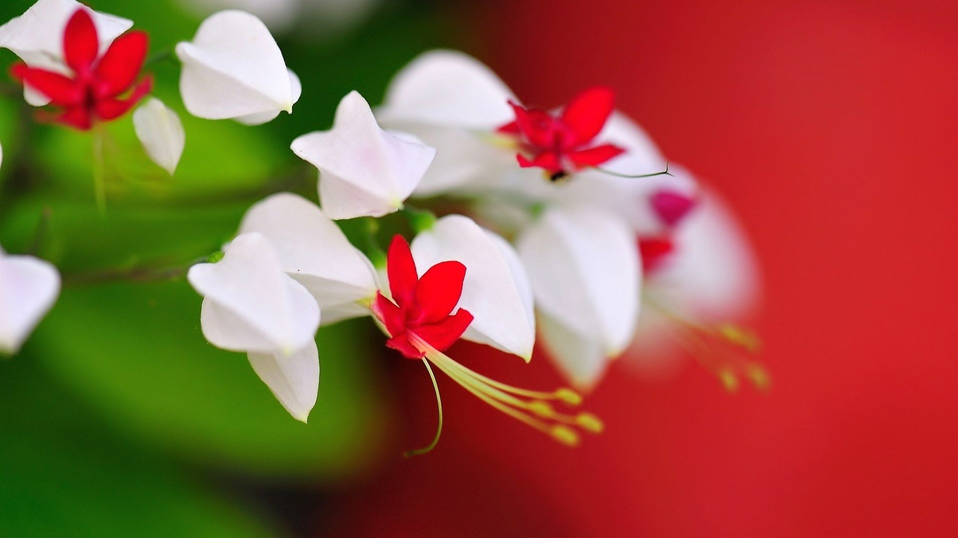 Download Nature Flower HD Wallpaper | 1920x1080 | Wallpaper Abyss