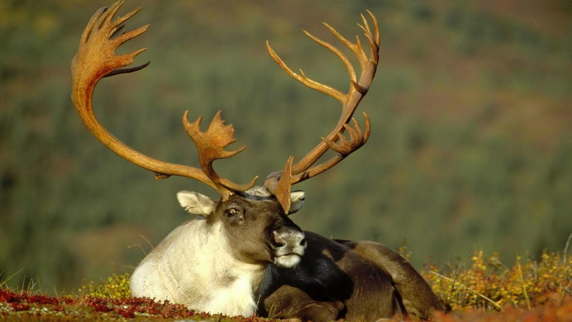 Download Animal Deer HD Wallpaper