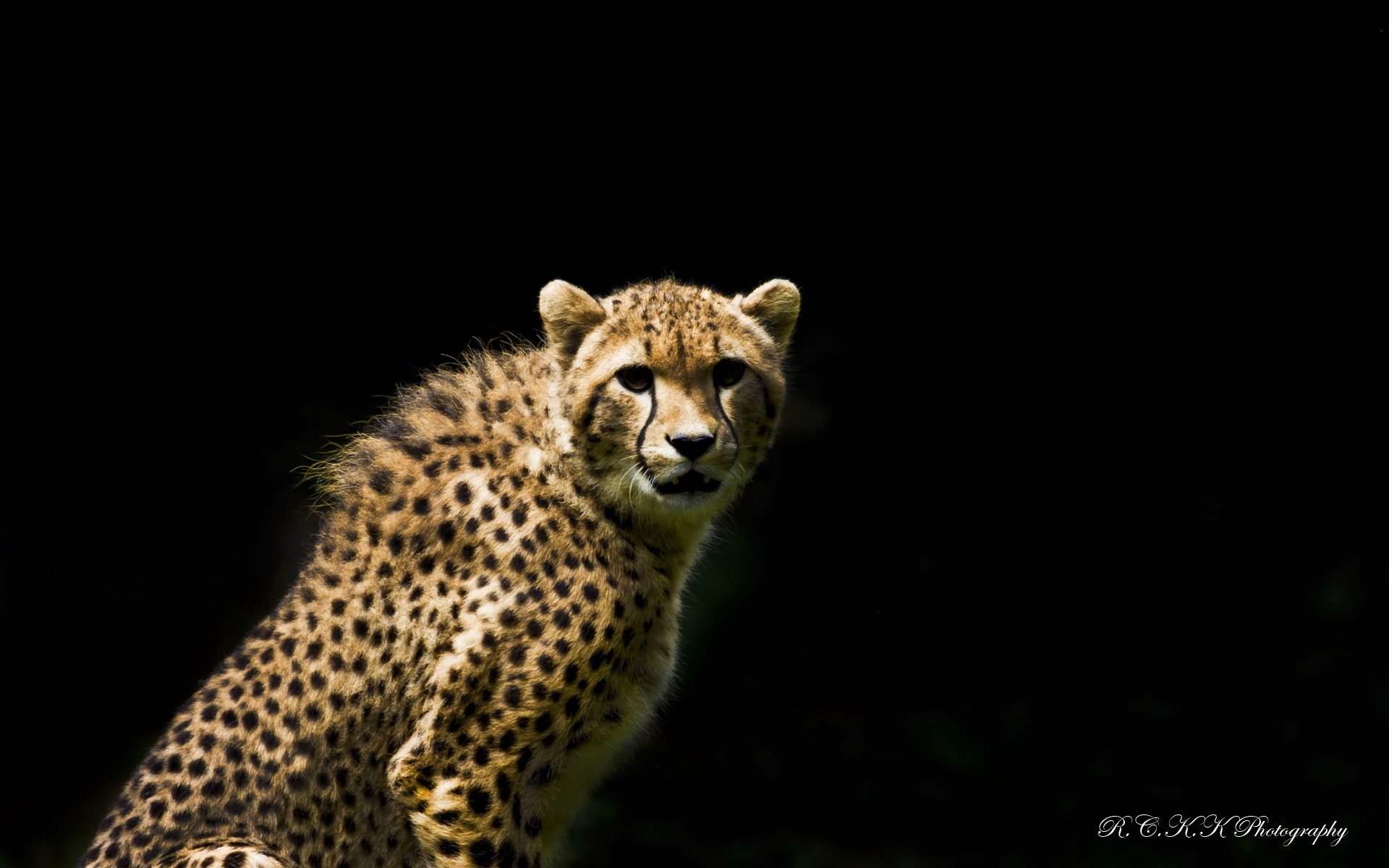 Download Animal Cheetah HD Wallpaper