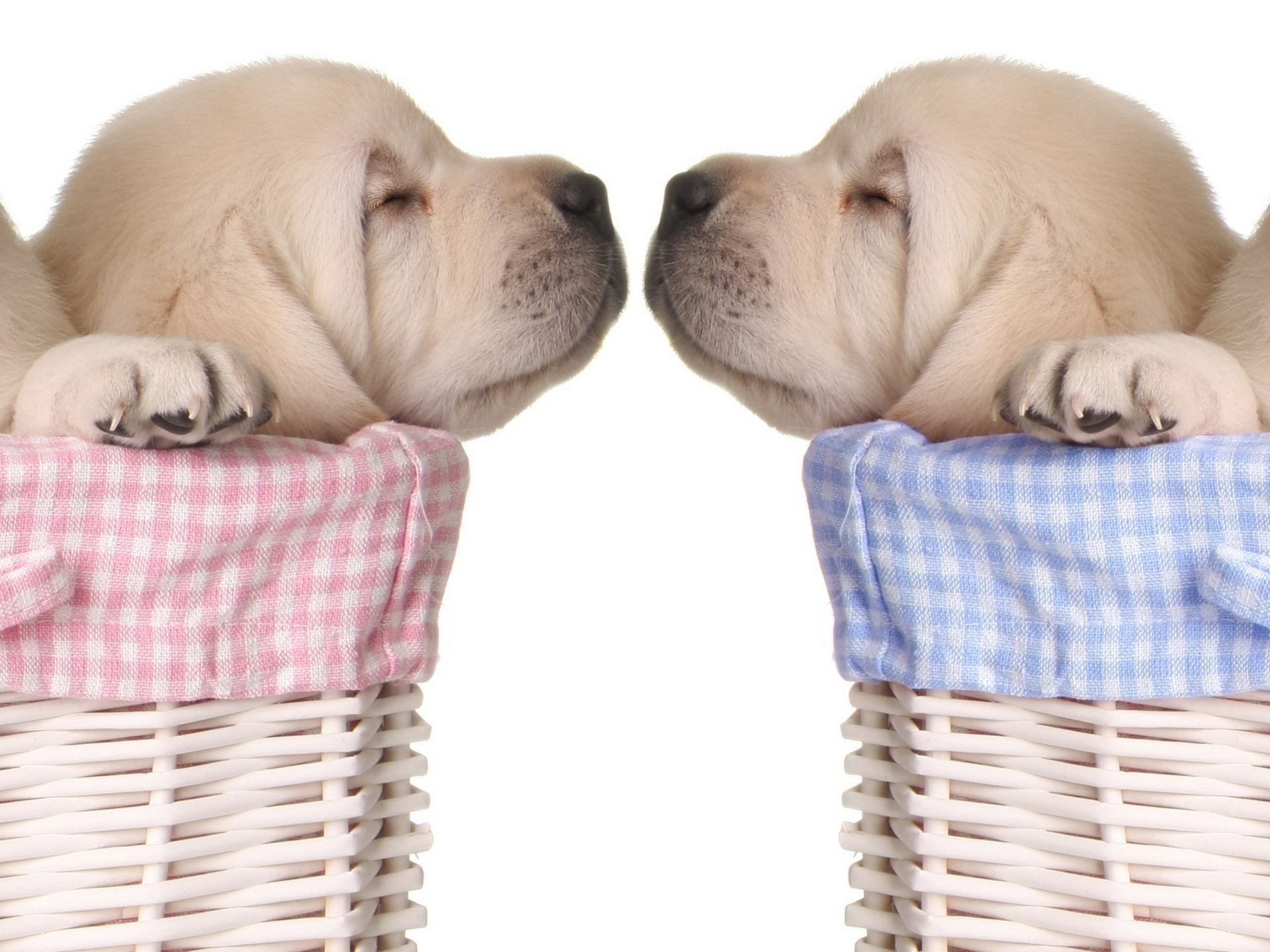 Adorable Puppy Love - HD Wallpaper