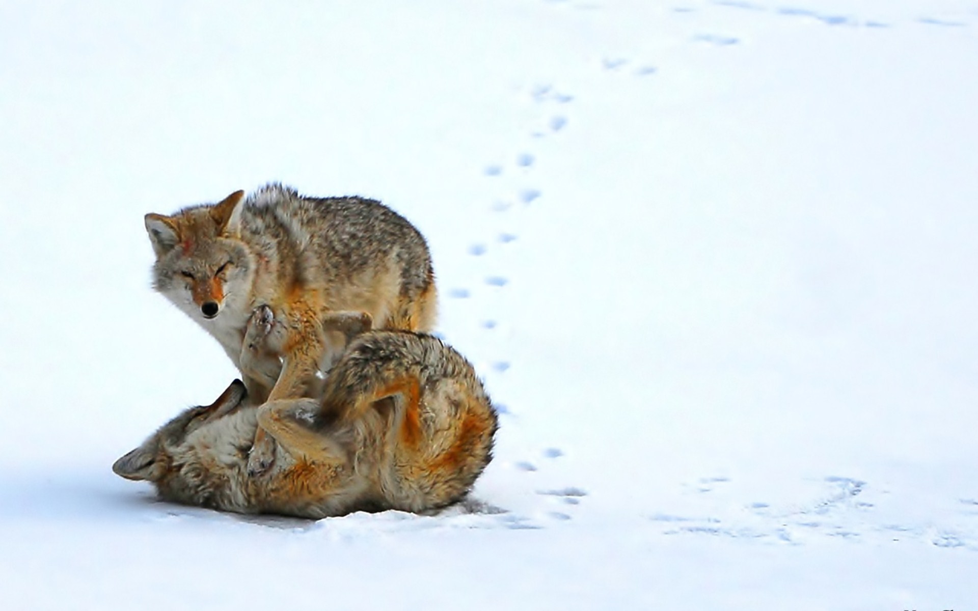 Majestic Wolves in Snow - HD Wallpaper
